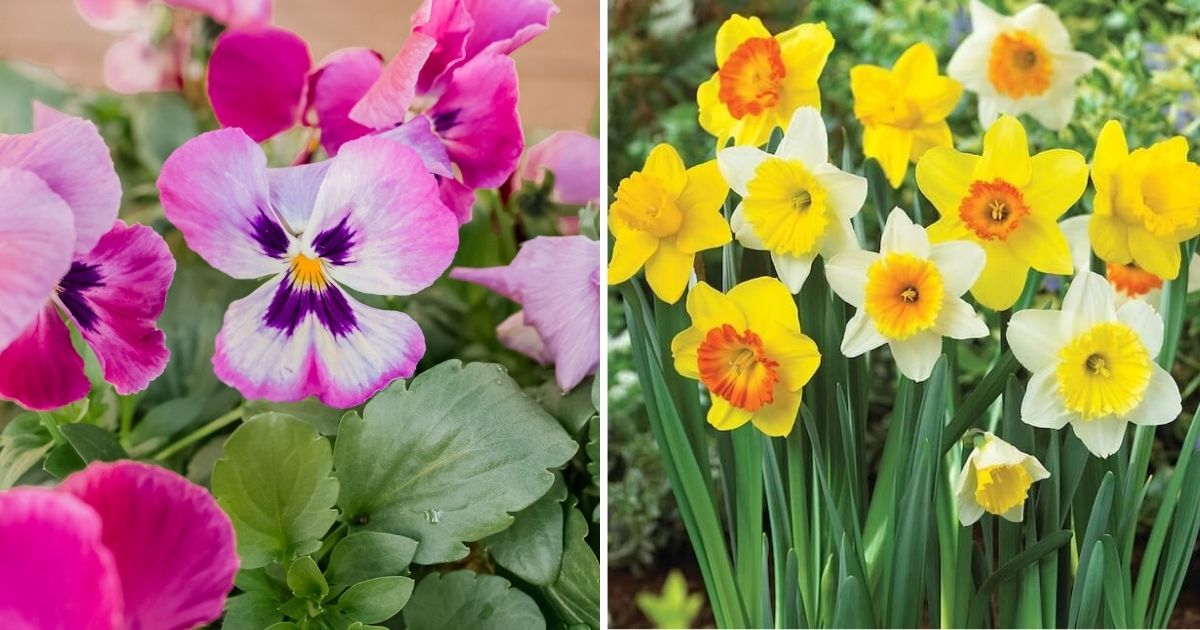 15 Most Useful Flowers to Grow in Your Garden