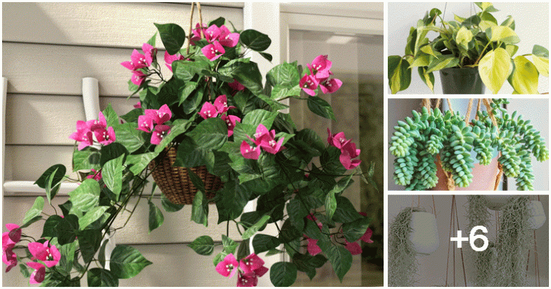10 Beautiful Hanging Houseplants