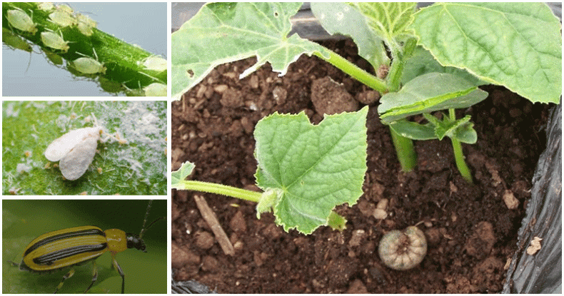 8 Common Cucumber Harmful Pests