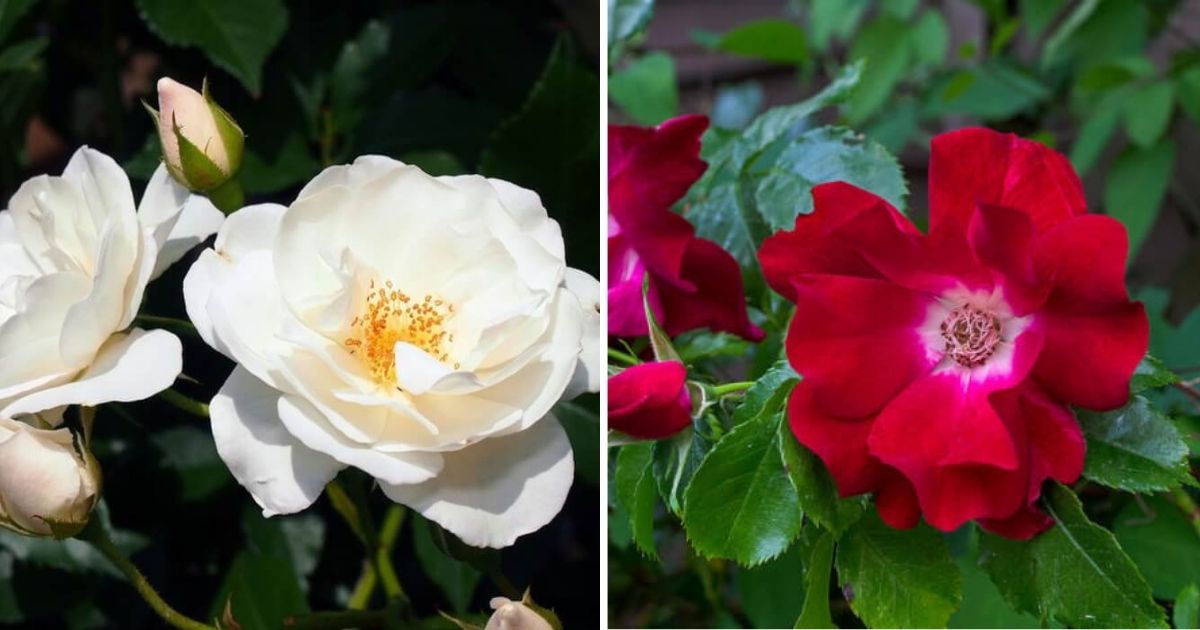 10 Gorgeous Climbing Rose Varieties for Trellises and Fences