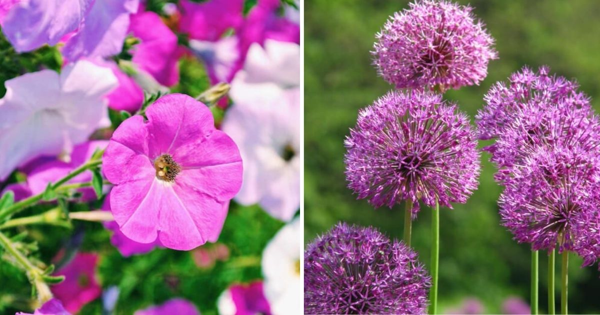 9 Best Flowers to Control Insects Naturally in the Garden