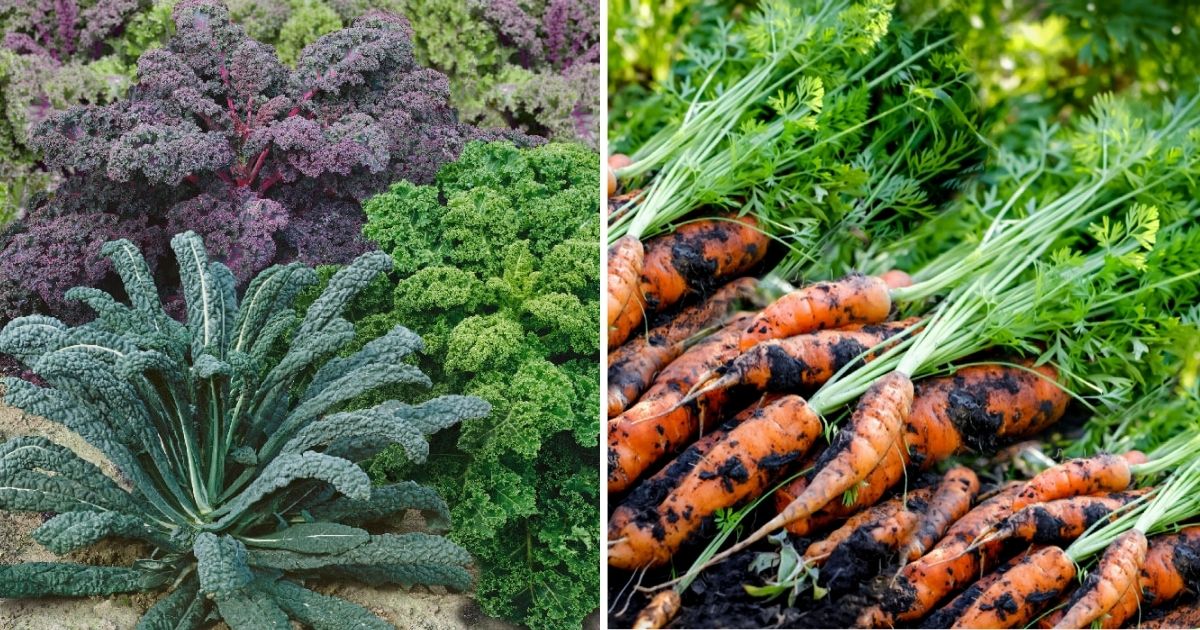 11 Most Nutritious Vegetables to Grow in Your Garden