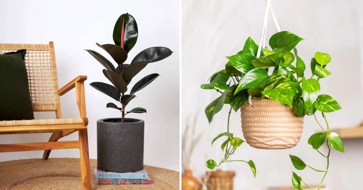 14 Best Plants for Positive Energy and Good Luck at Home