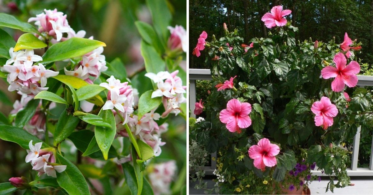 15 Beautiful Flower Trees to Brighten Up Your Balcony Garden