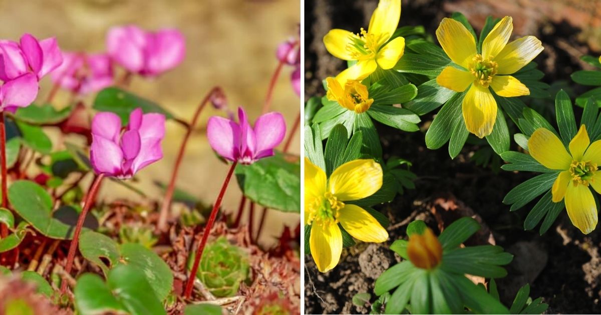 11 Beautiful Vining Plants That Offer Blue Flowers