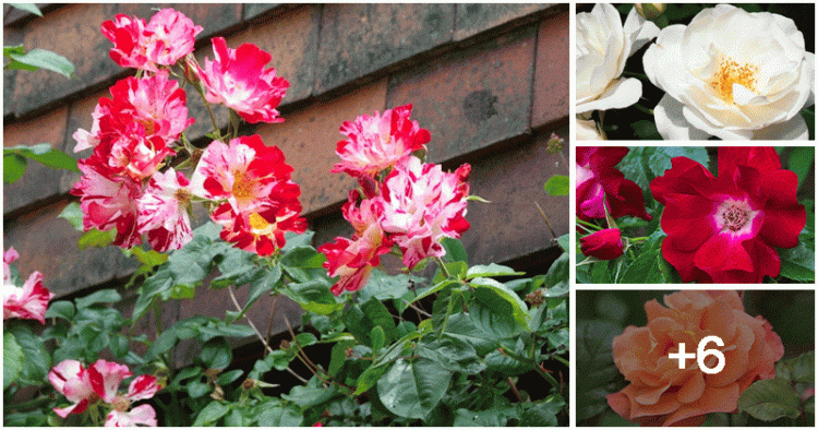 10 Best Climbing Rose Varieties To Grow For Your Landscape