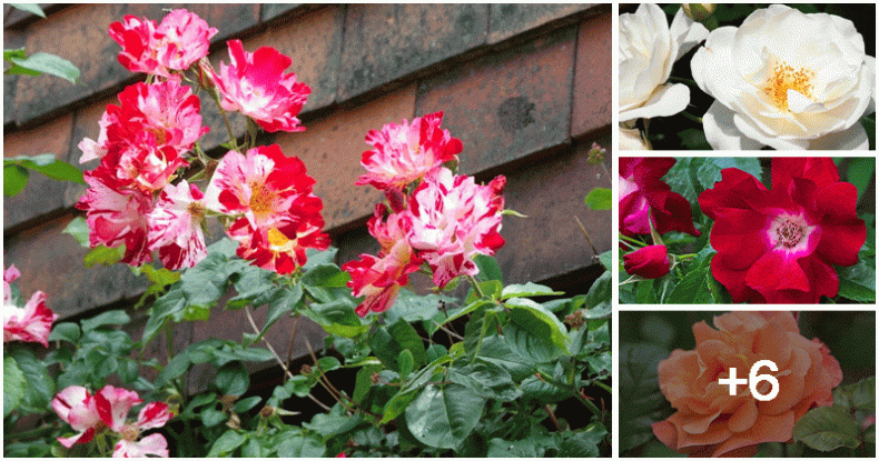 10 Best Climbing Rose Varieties To Grow For Your Landscape
