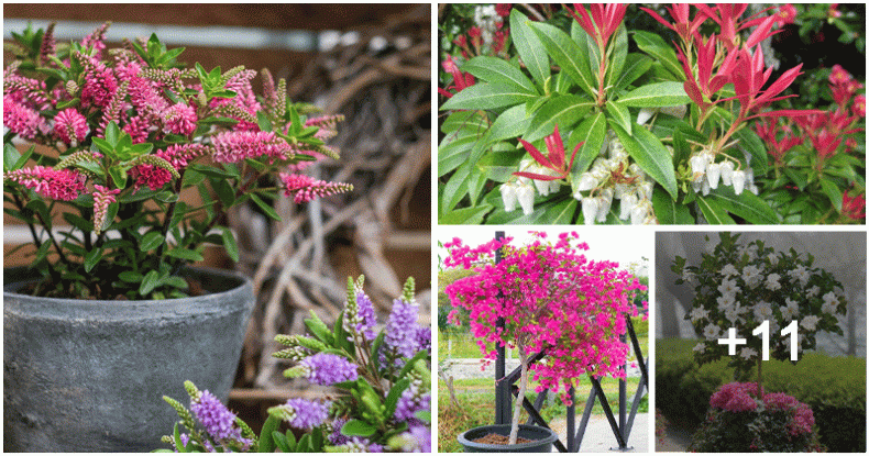 15 Colorful Flower Tree Varieties To Grow On Balcony