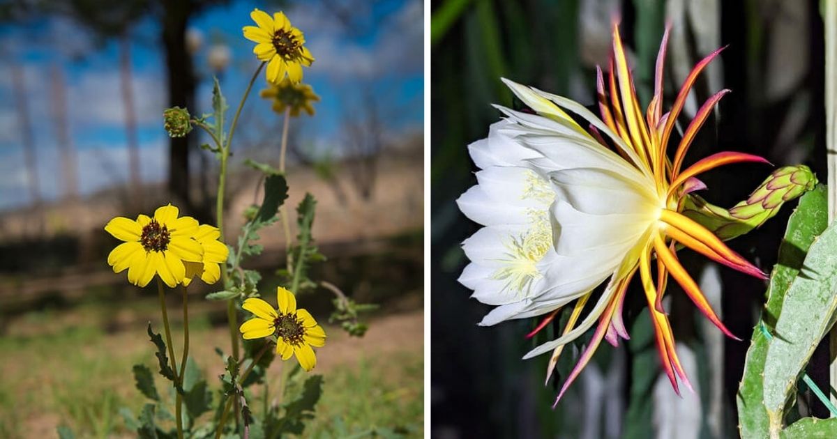 10 Beautiful Night Blooming Flowers to Brighten Your Evenings