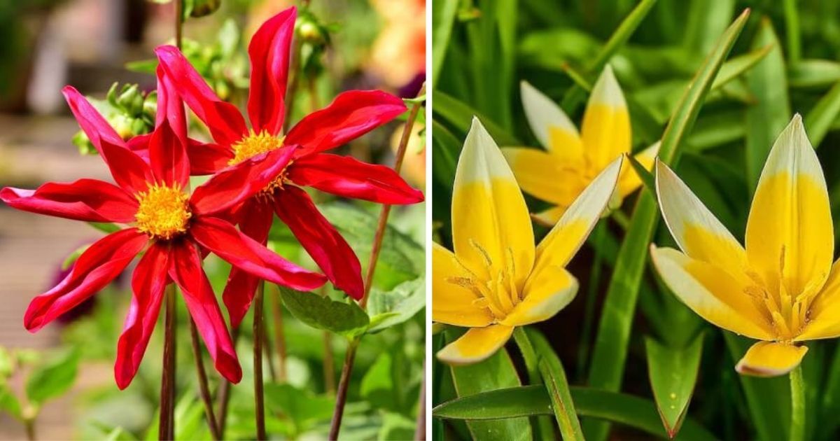 10 Beautiful Star-Shaped Flowers to Brighten Your Garden