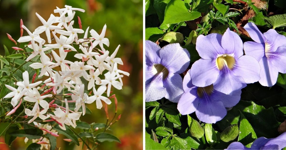 13 Stunning Tropical Flowering Vines to Transform Your Garden