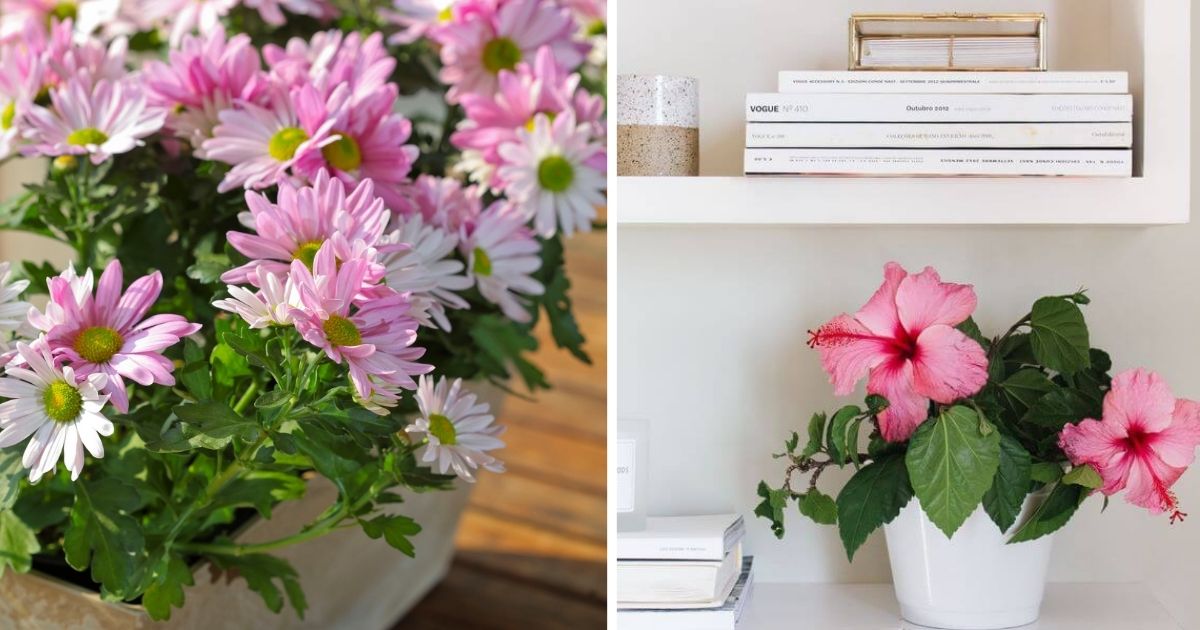 9 Best Beautiful Flowers That Bring Good Luck to Your Home
