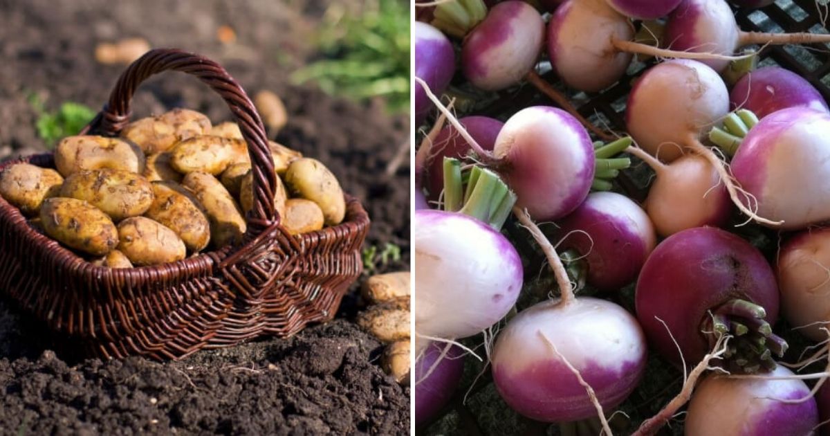 16 Best Crops You Should Grow For A Bountiful Harvest