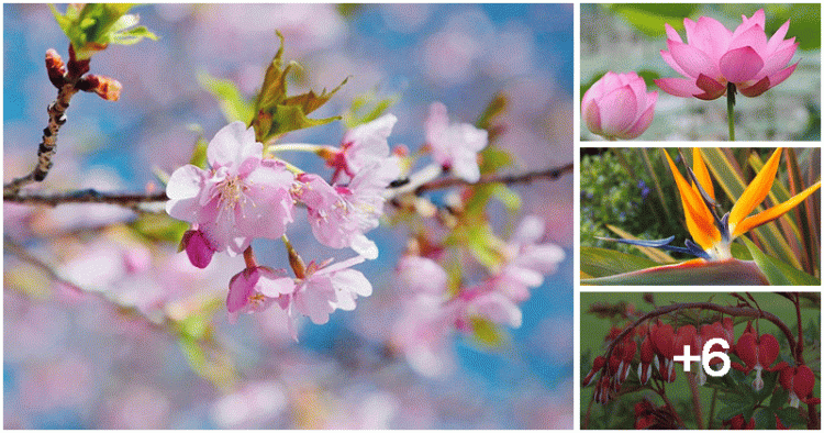 10 Most Beautiful Flowers Around The World