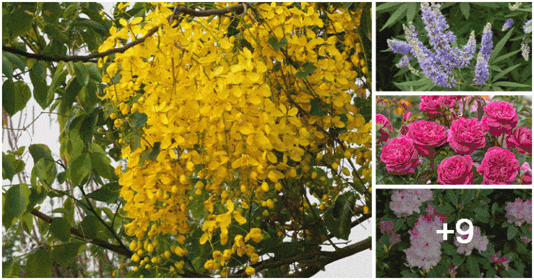 13 Beautiful Long-lasting Flower Plants For Your Yard