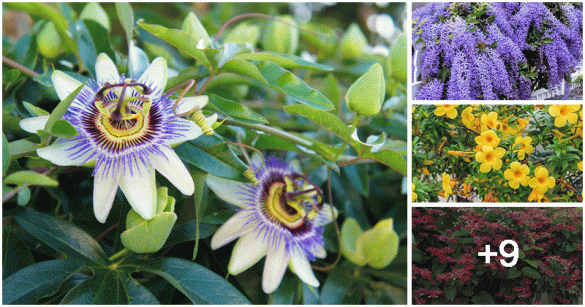13 Beautiful Tropical Flowering Vines