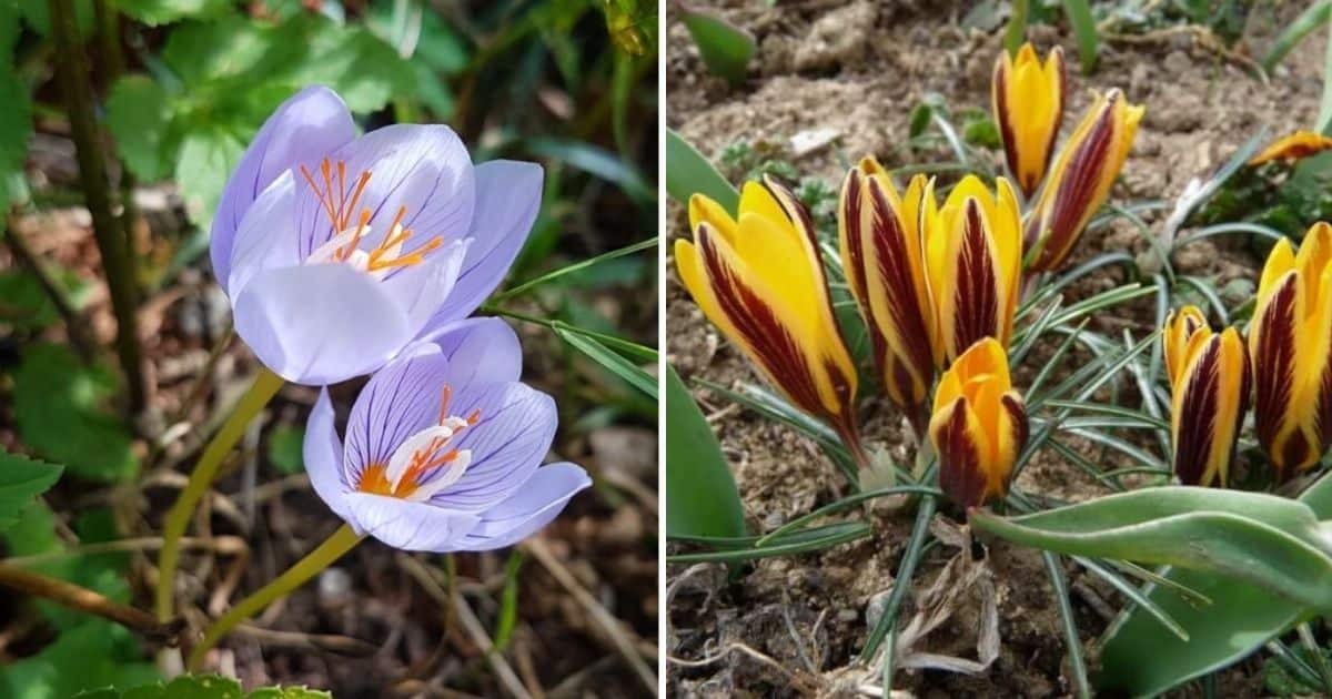 20 Creative Garden Ideas Made From Wire