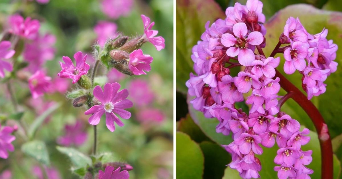 15 Beautiful Pink Perennial Flowers That Bloom Year After Year