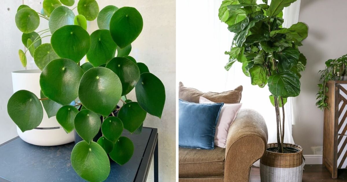 7 Easy and Gorgeous Lush Houseplants for Every Room