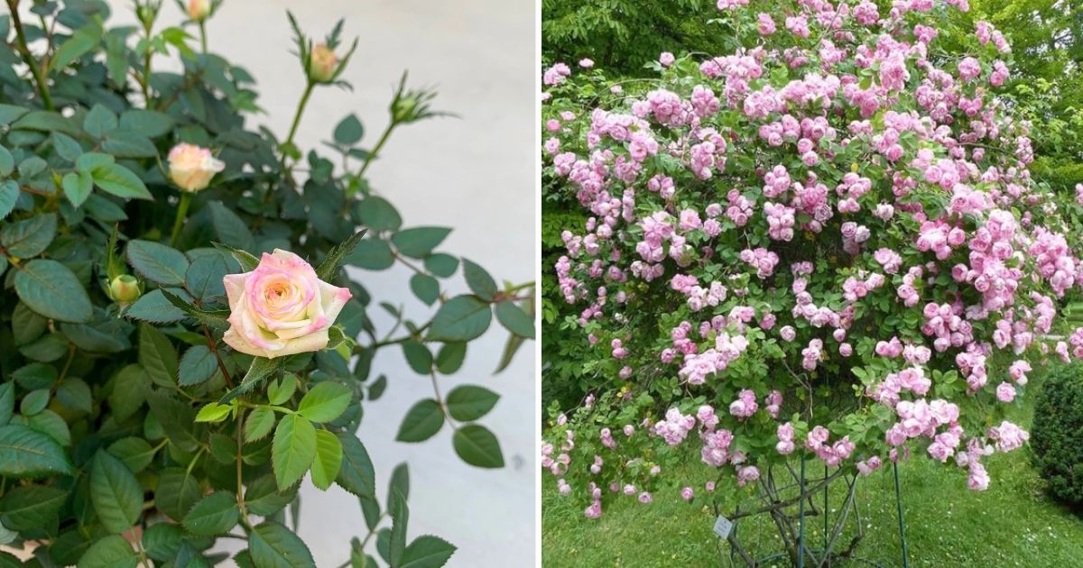 15 Popular Roses Varieties For Every Garden