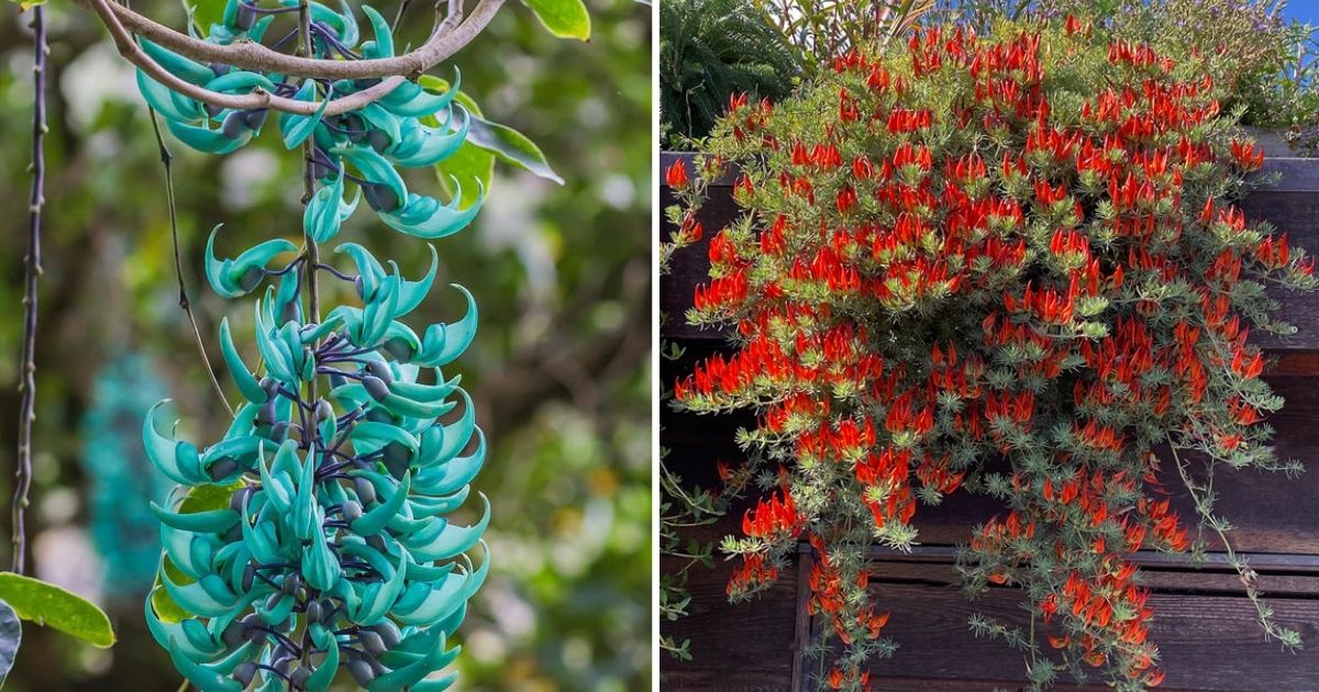 14 Unique Trailing Foliage Plants That Add Charm Indoors and Out