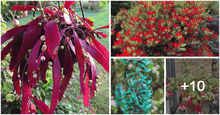 14 Unique Trailing Foliage Plants