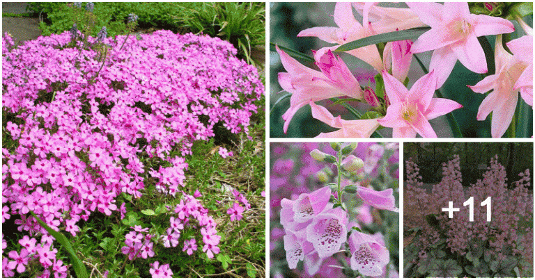 15 Beautiful Pink Perennial Flowers