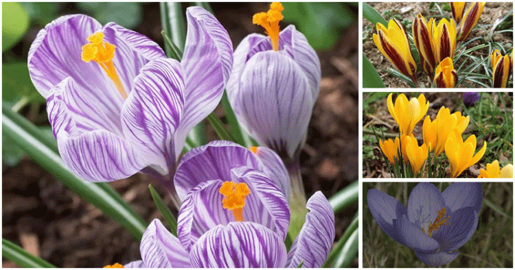 7 Beautiful Crocus Types To Grow