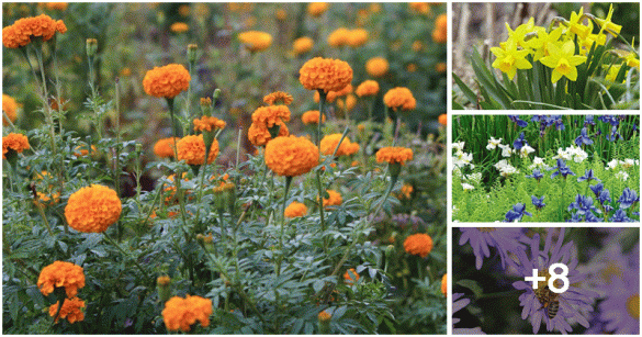 12 Best Hard-to-kill Flowers for Beginners