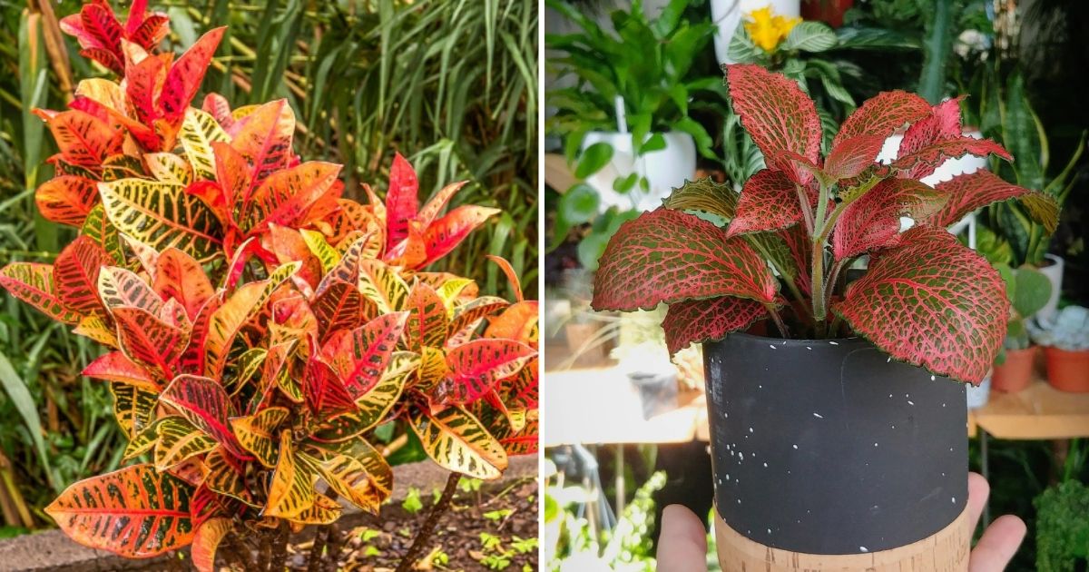 9 Beautiful Red Indoor Plants for Bold Home Decor