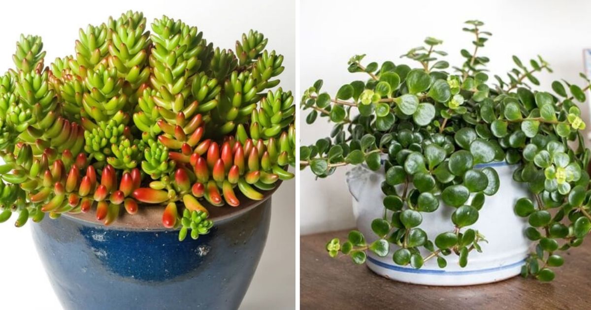 7 Beautiful Sedums to Grow Indoors with Minimal Care