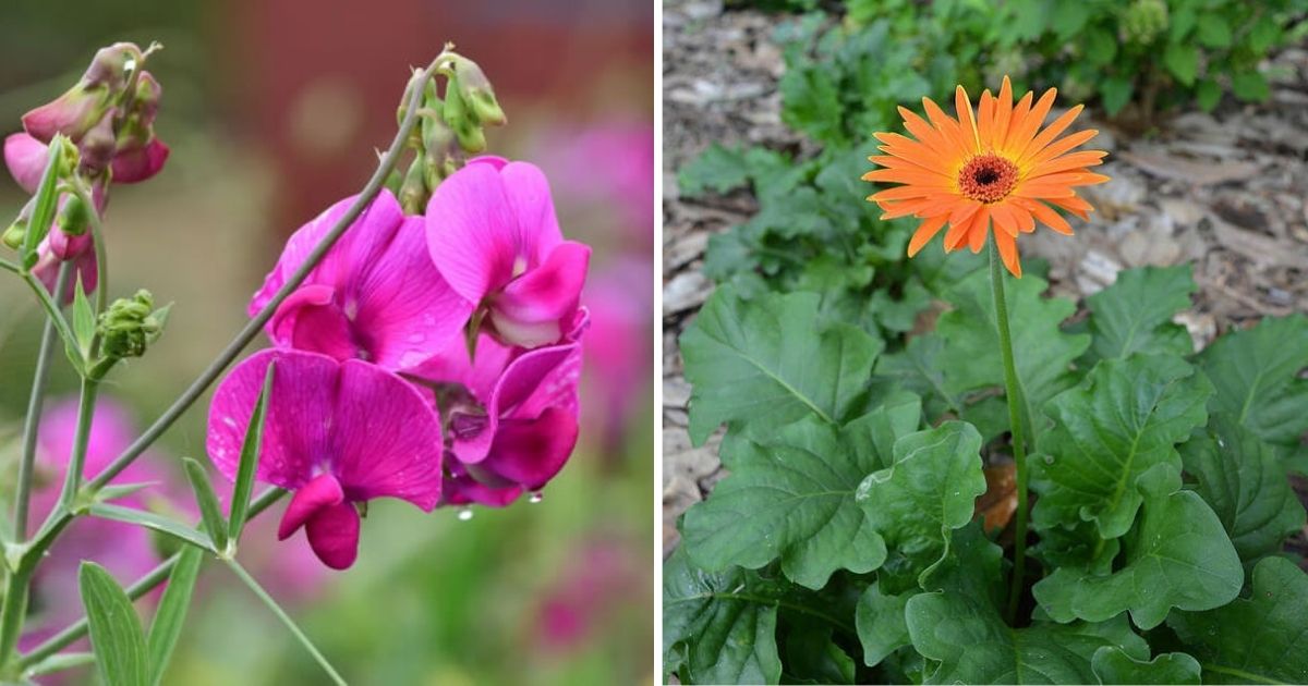 Amazing Benefits of Impepho As A Spiritual And Healing Herb