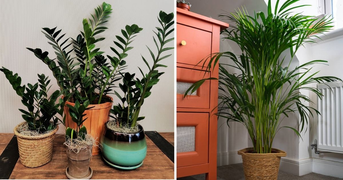 15 Common Tropical Houseplants That Bring Exotic Beauty Indoors