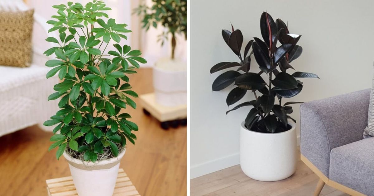13 Easiest Indoor Plants That Grow With Almost No Care