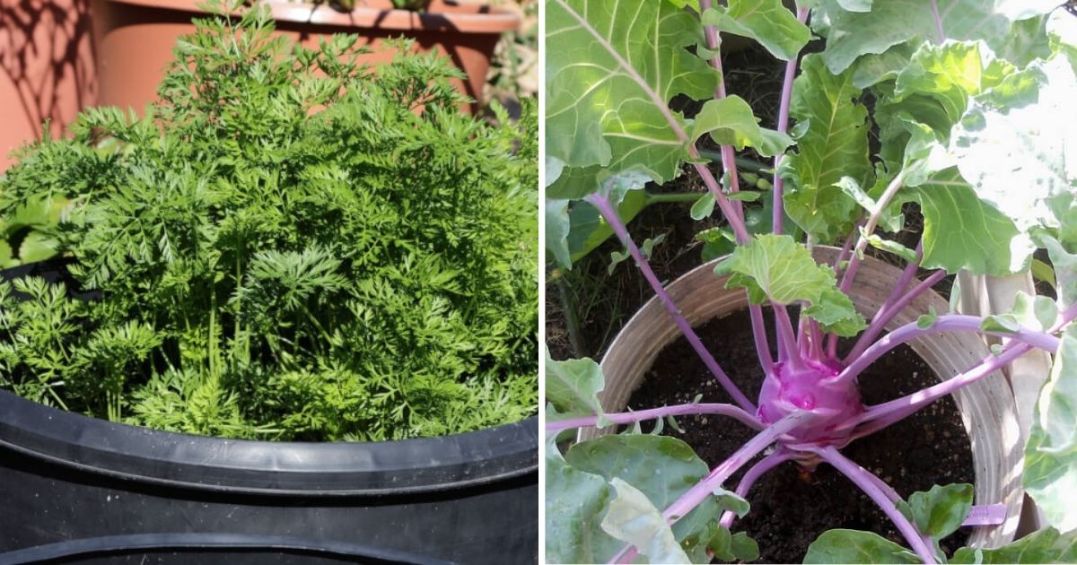 15 Easy Fall Vegetables to Grow in Containers Quickly