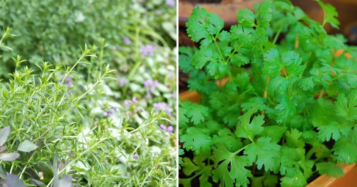 11 Beautiful Vining Plants That Offer Blue Flowers