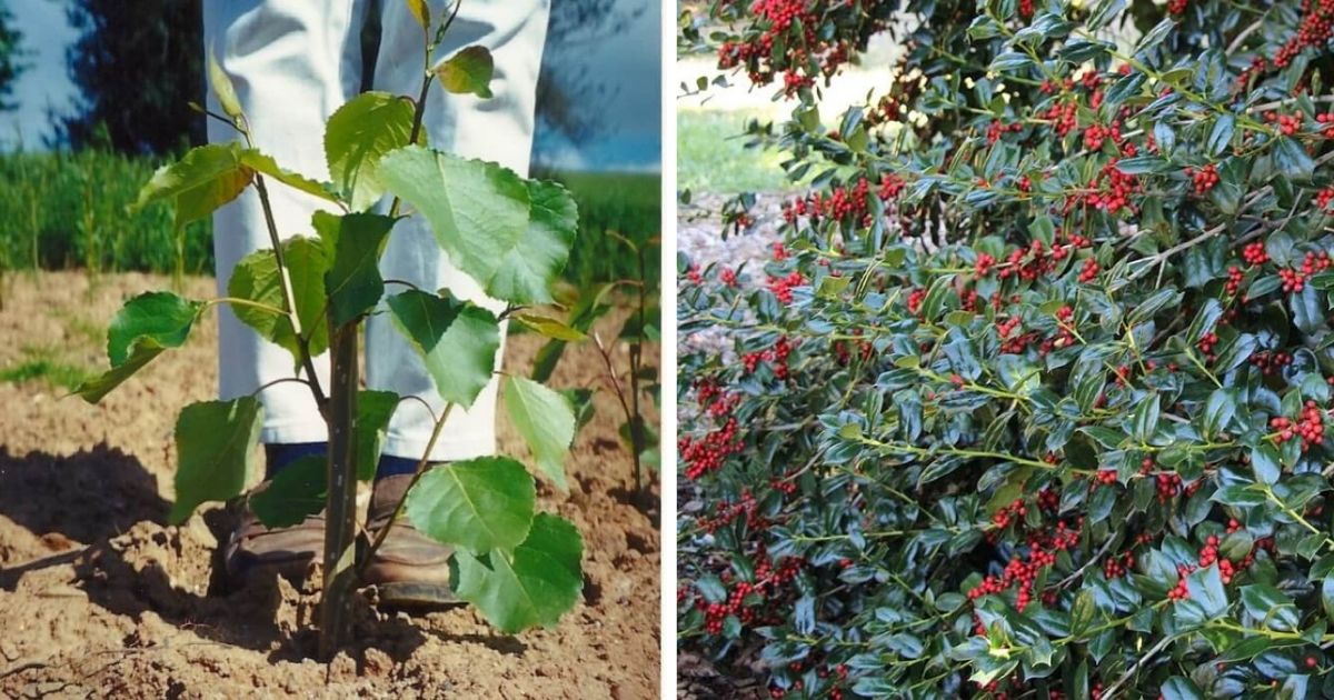 6 Fast-Growing Trees for a Natural Privacy Screen