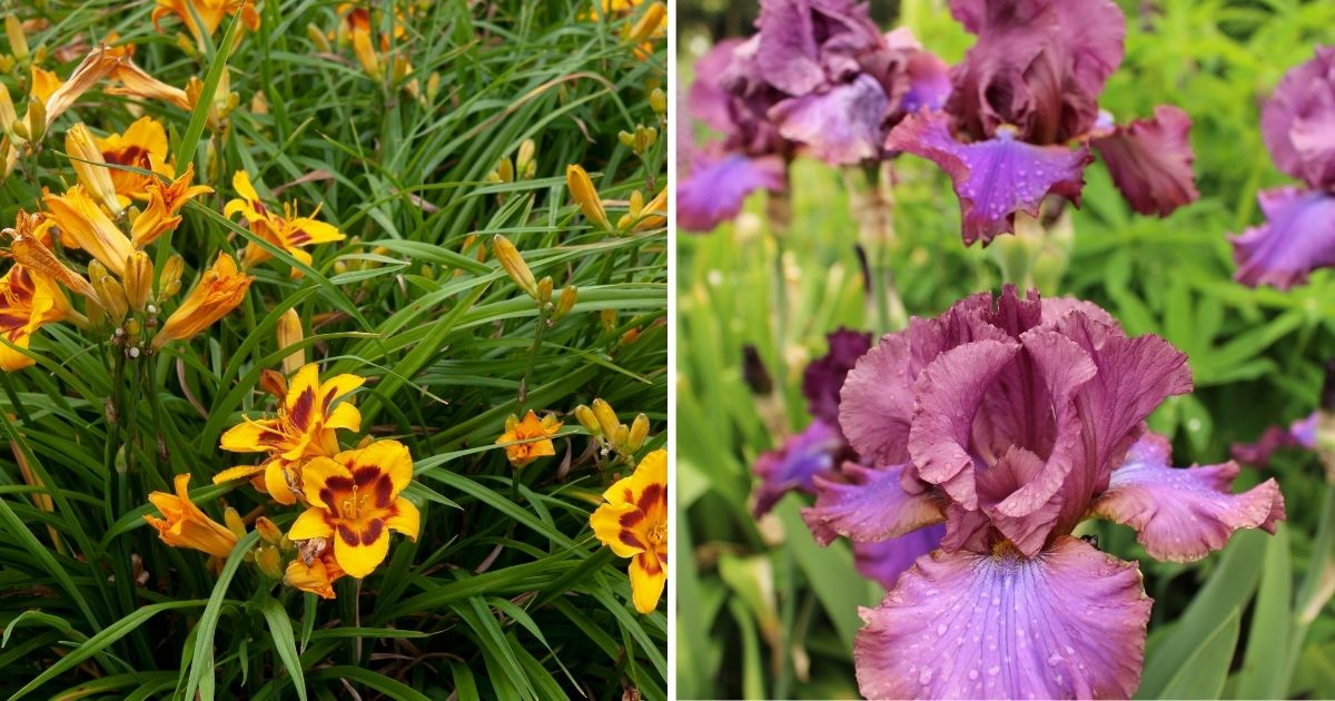 10 Perennial Flowers to Cut Back in Fall for Healthier Growth