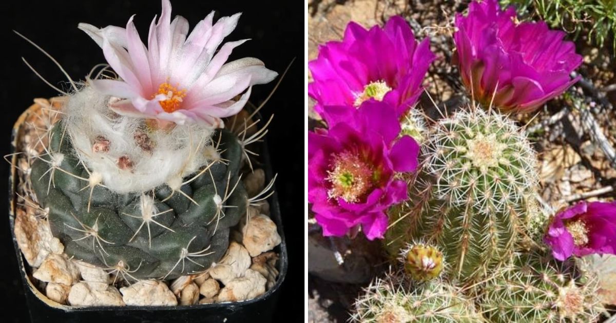 18 Strange Cactus Plants That Amaze Every Gardener