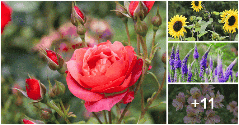 15 Best Beautiful Cut Flower Varieties To Grow In Your Garden