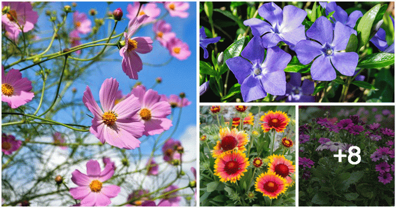 12 Best Flowers To Grow in Poor Soil