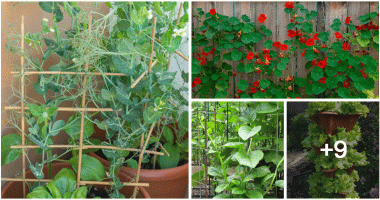 13 Best Vegetables For Vertical Planters