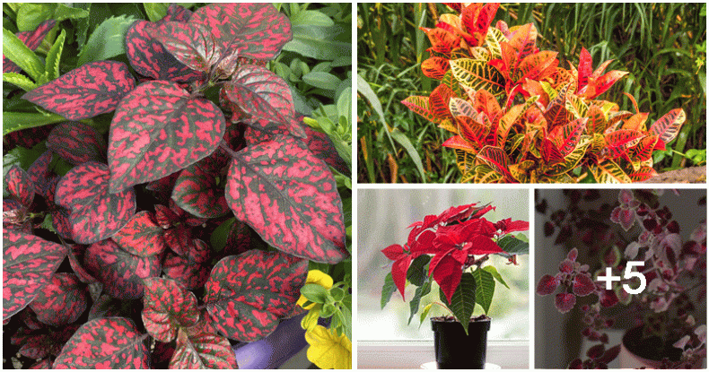 9 Beautiful Red Indoor Plants