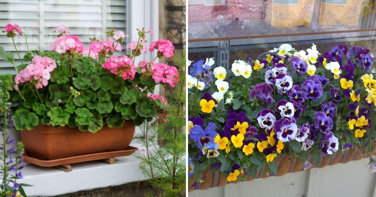 7 Surprisingly Easy Steps To Grow Daffodils From Seeds