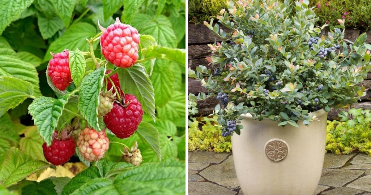 5 Best Berry Varieties That Grow Easily on Balconies