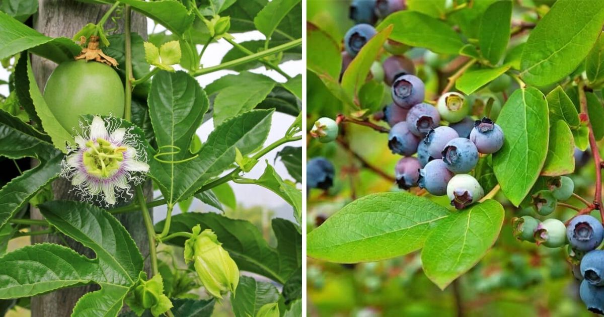 11 Best Climbing Fruits to Grow for Small Garden Spaces