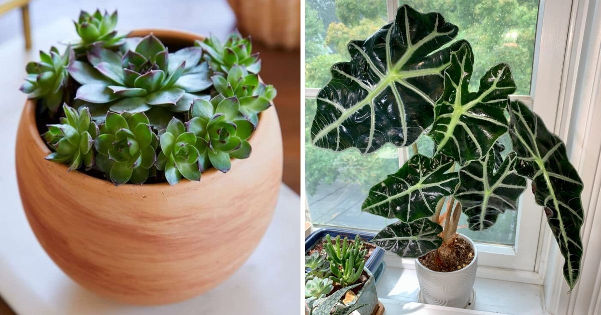 12 Best Window Plants to Brighten and Freshen Any Room