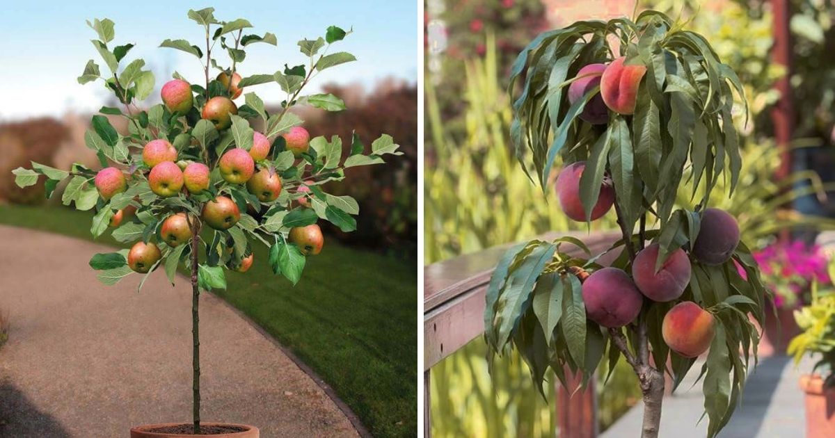 10 Best Fruit Trees to Grow Successfully in Containers
