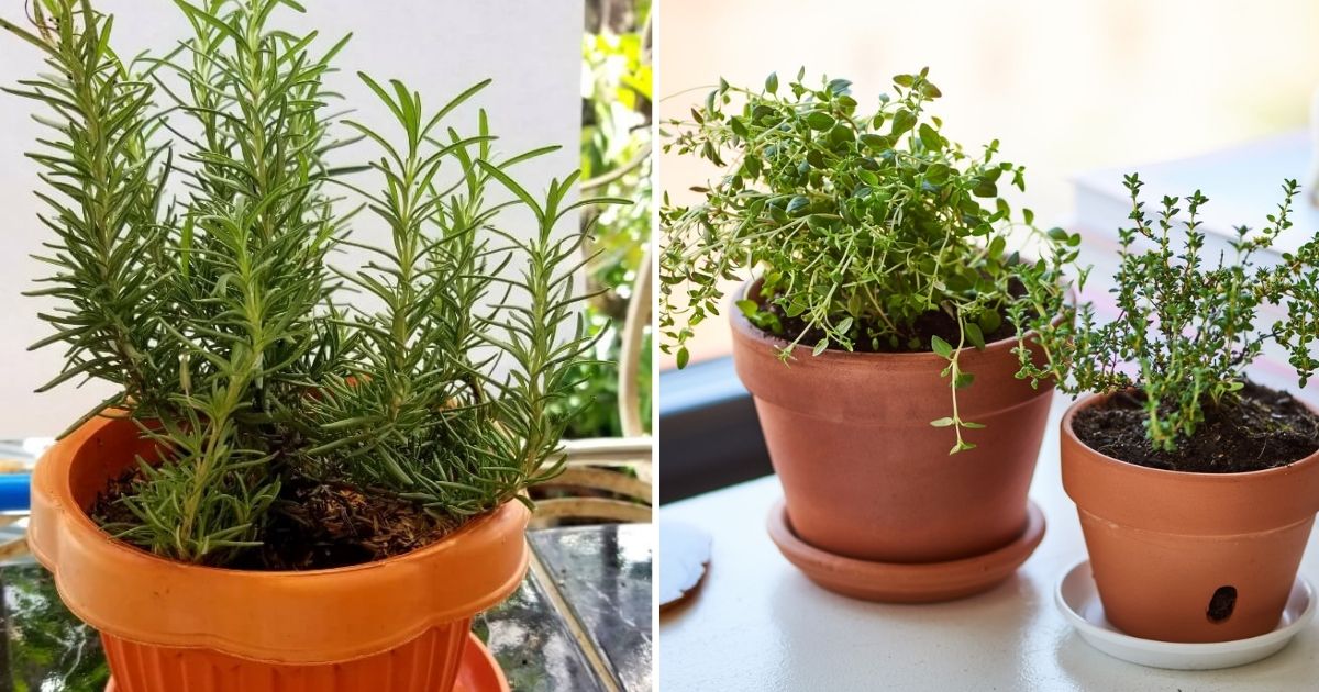 12 Herbs That Bring Good Luck And Prosperity