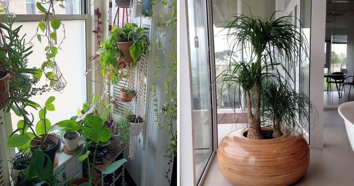 21 Inspiring Indoor Plant Corner Ideas